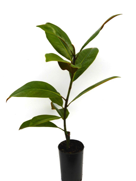 Grandiflora Magnolia Exmouth | Jindabyne Nursery